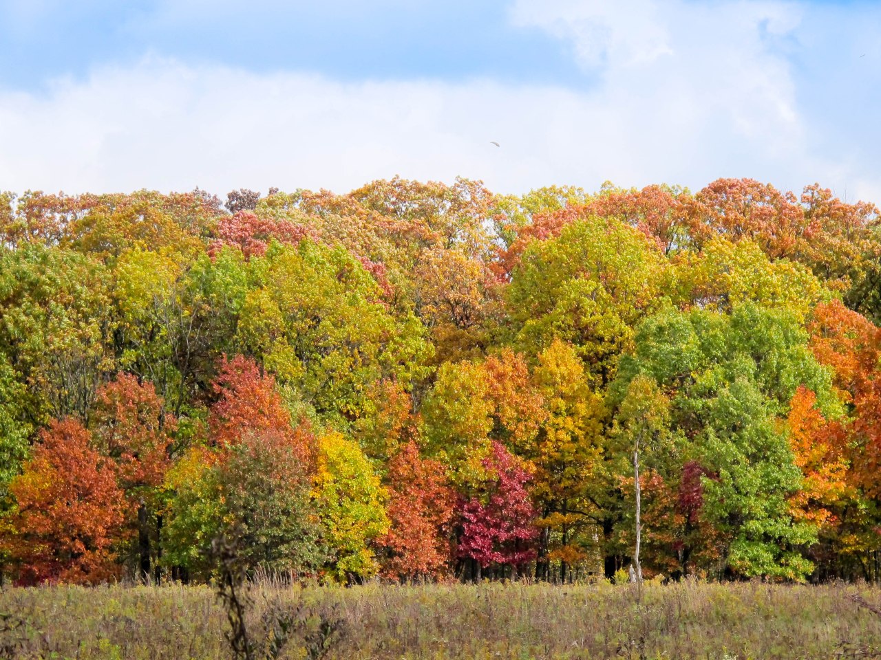 Fall is here…and I’m slathered in deadlines… – sittinginthewoods